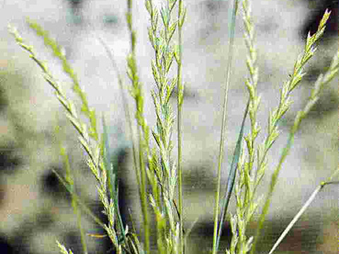 Quecke - Gemeine oder Gewöhnliche Quecke – Agropyron repens (L.) P ...