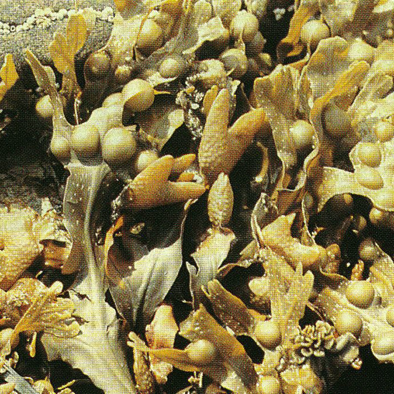 Tang / Algen - Blasentang – Fucus vesiculosus L. Sägetang – Fucus ...