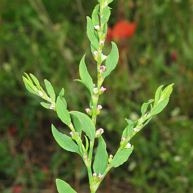 Vogelknöterich - Gewöhnlicher Vogelknöterich - Polygonum aviculare L ...