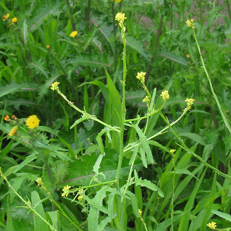 Wegrauke - Wegrauke – Sisymbrium officinale (L.) Scop. - Arzneipflanzen ...